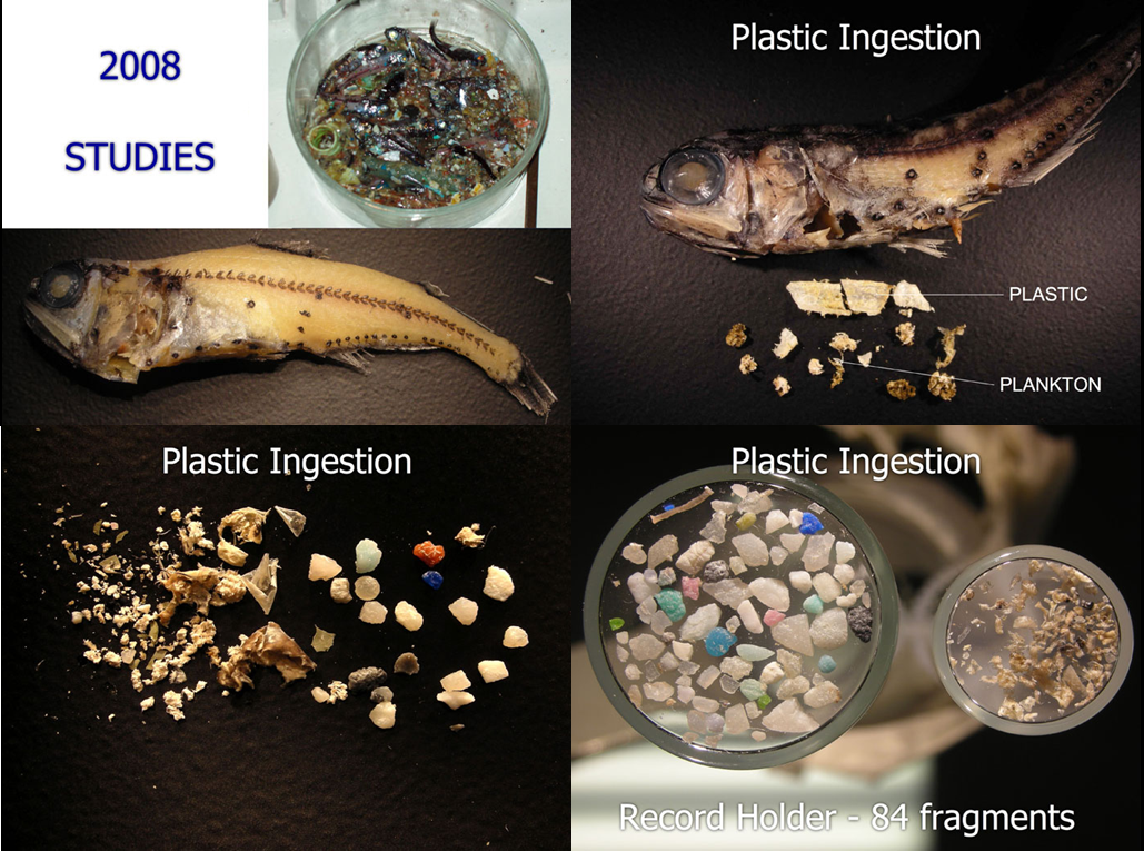 Plastic scourge: end of fishing in the Mediterranean? - Blue Tunisia